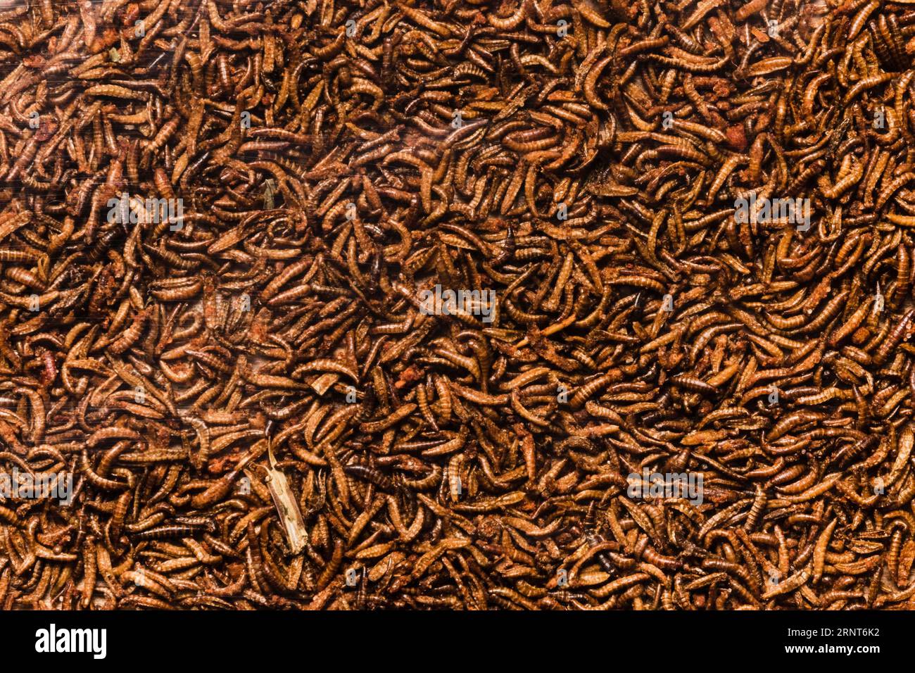Top view cooked insects larvae Stock Photo - Alamy