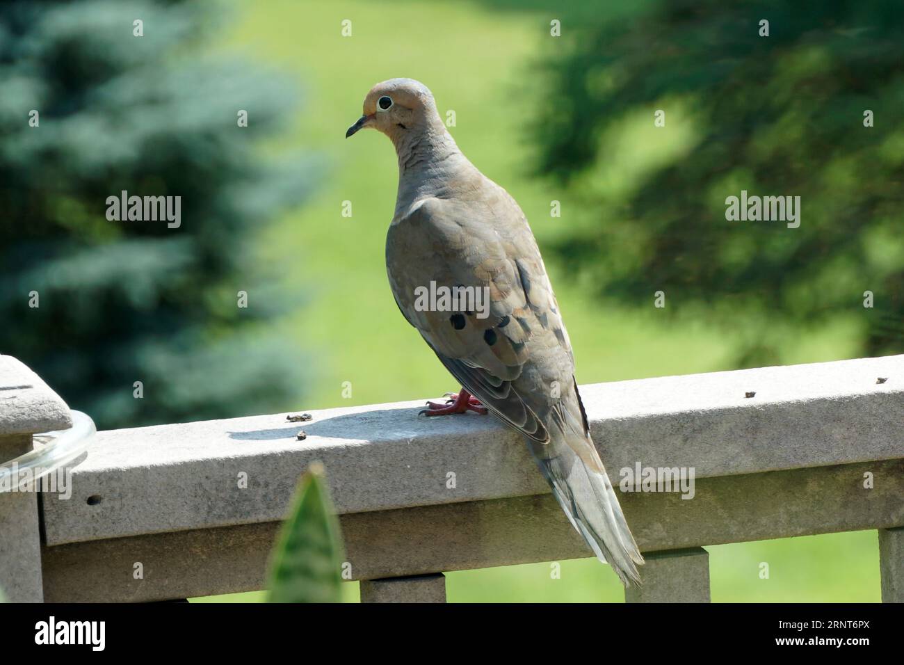 Mourning Dove on fence rail Stock Photo - Alamy