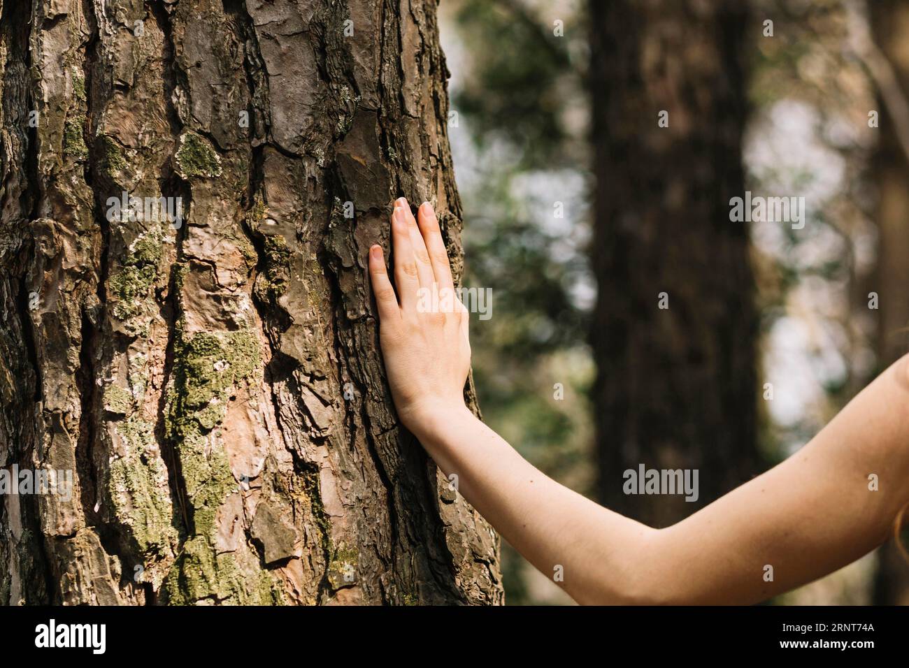 Woman touching tree with hand Stock Photo - Alamy