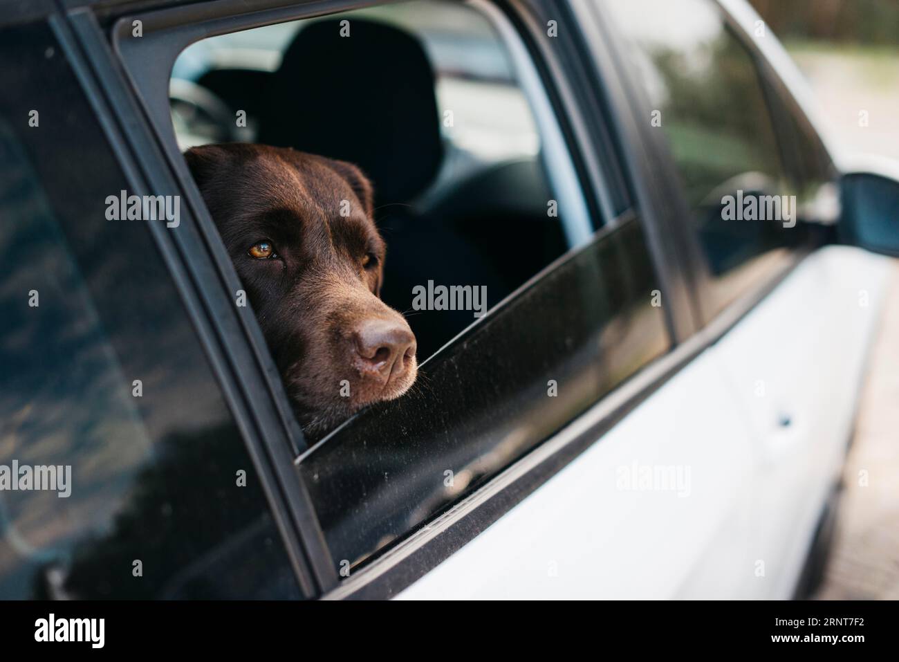Big black dog car 2 Stock Photo - Alamy
