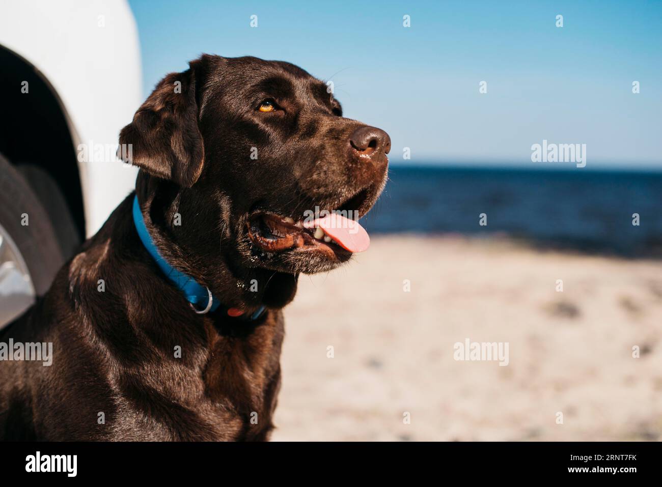 Black dog having fun beach Stock Photo - Alamy