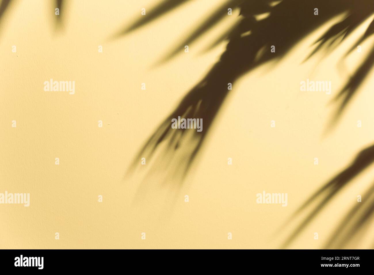 Blurred dark leaves shadow beige background Stock Photo - Alamy