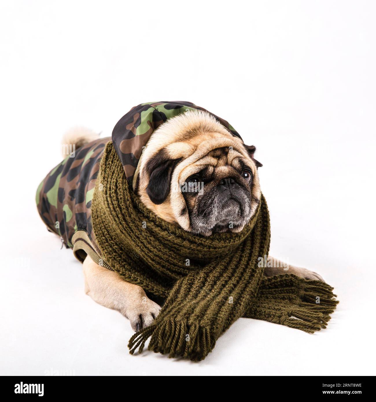 Cute pug hi-res stock photography and images - Alamy