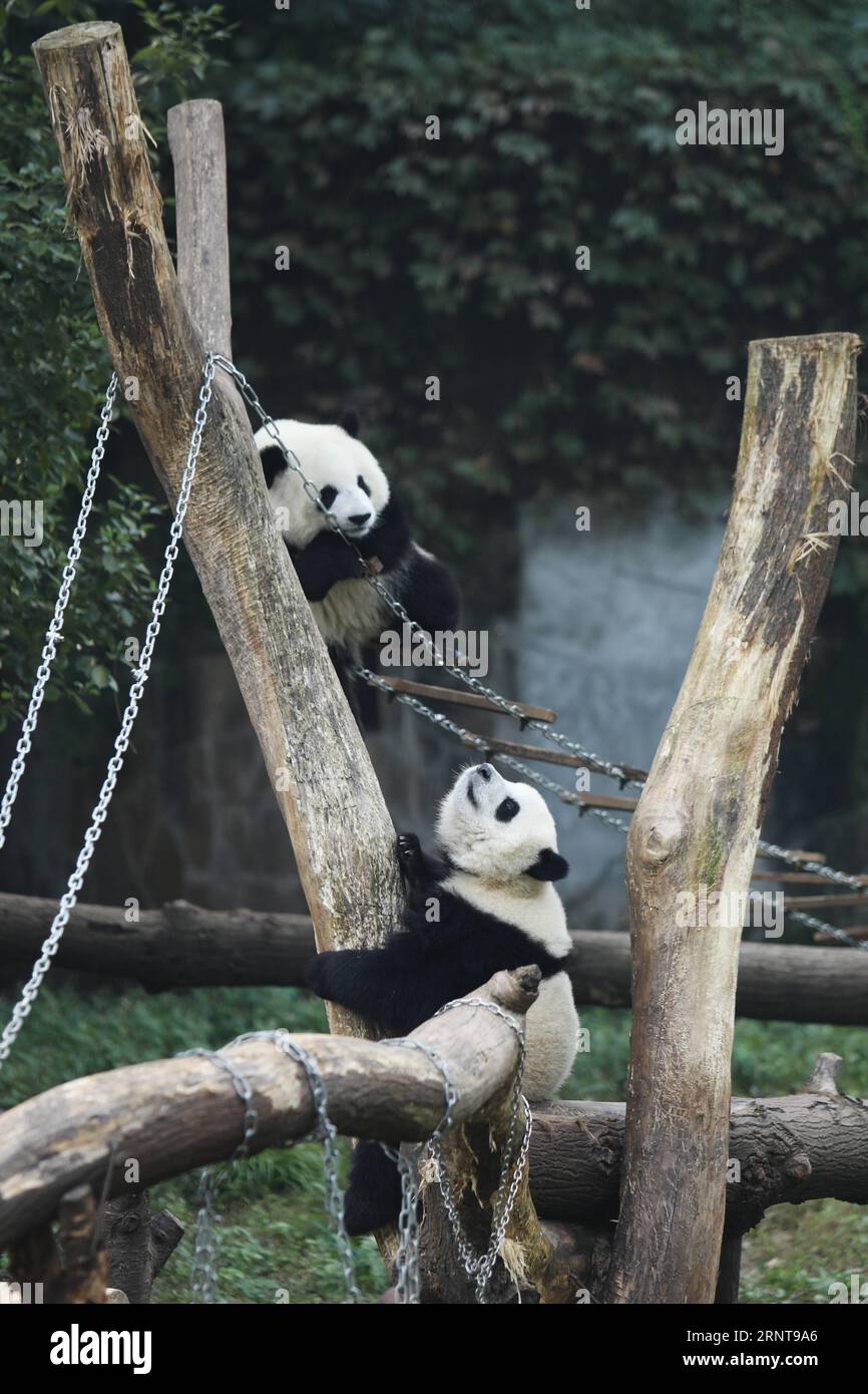 Chongqing zoo pandas in china hi-res stock photography and images - Alamy