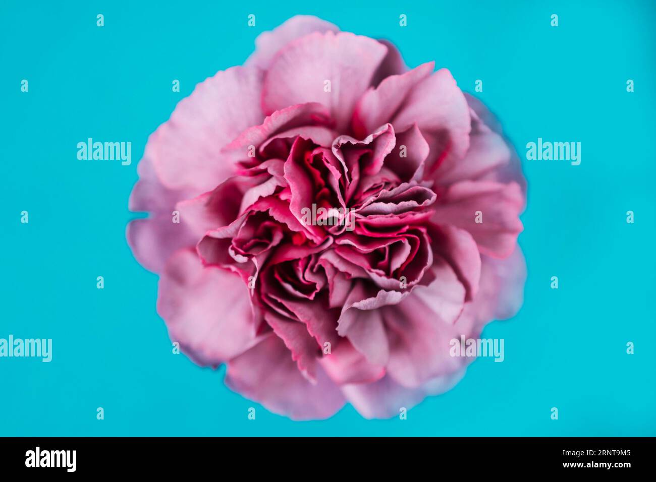 Carnation cutout hi-res stock photography and images - Alamy