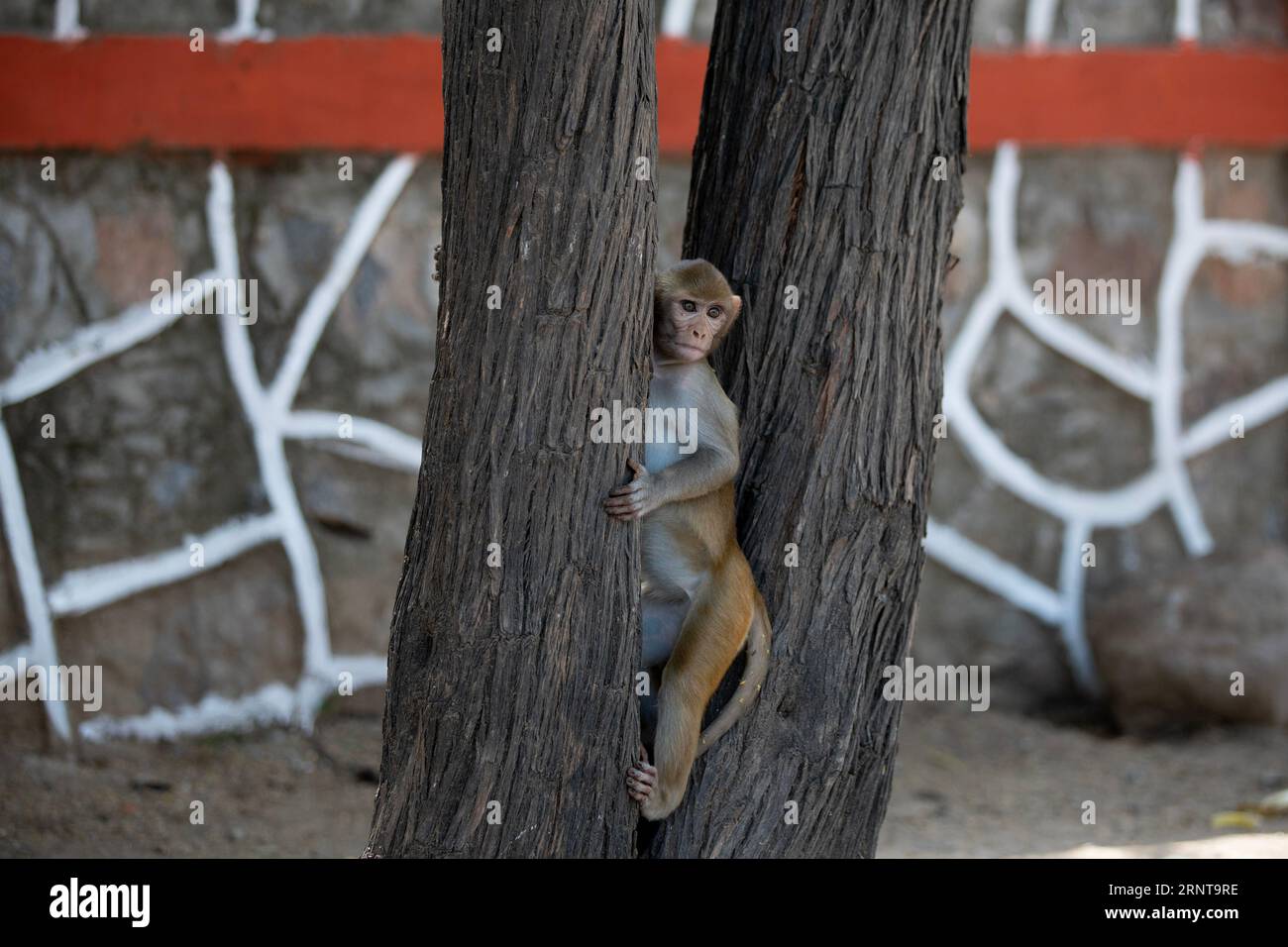 Sardar patel hi-res stock photography and images - Alamy