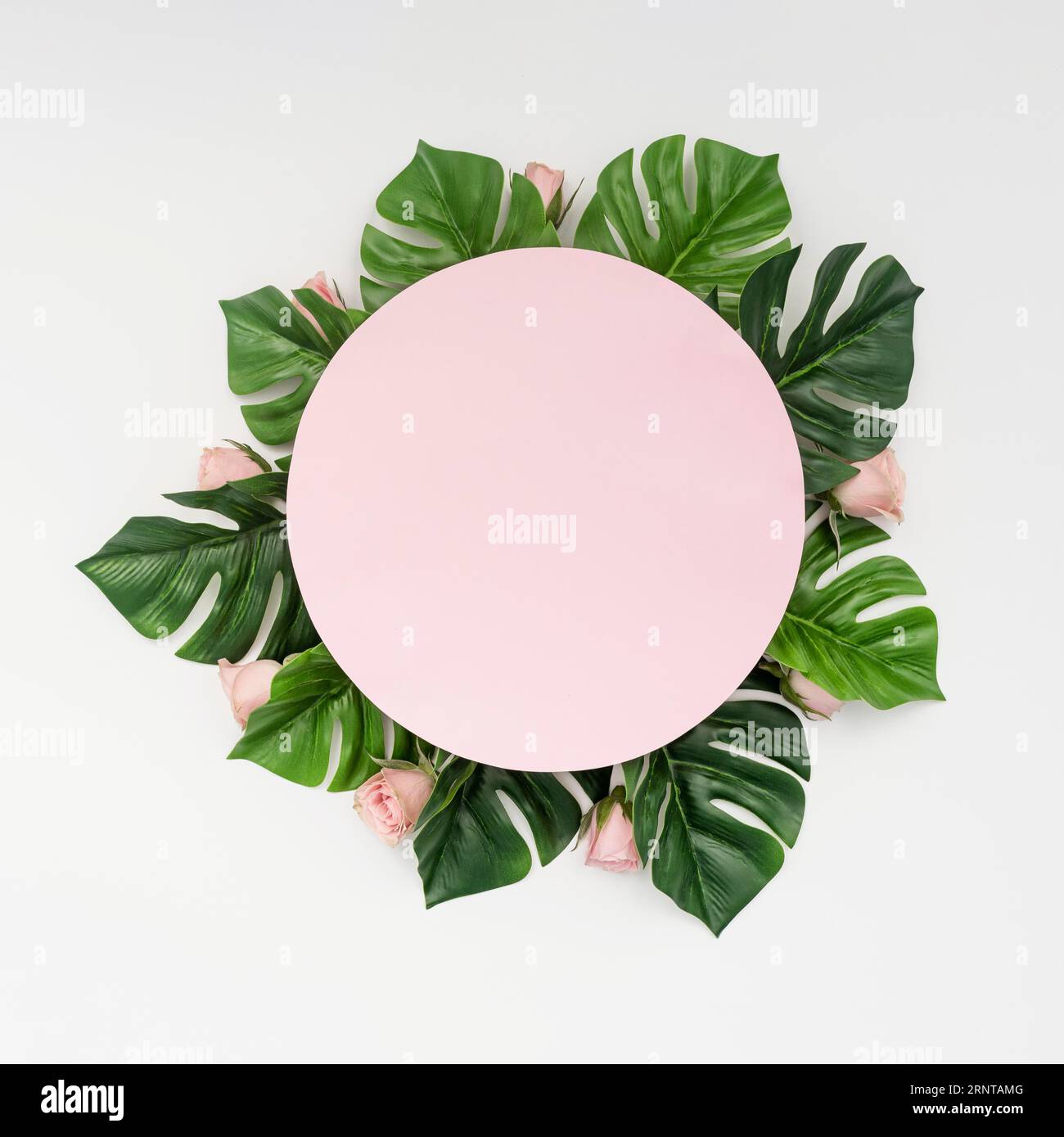 Monstera plant graphic hi-res stock photography and images - Alamy