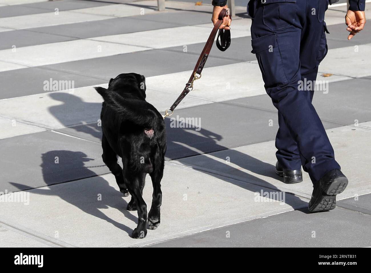 K 9 handlers hi-res stock photography and images - Alamy