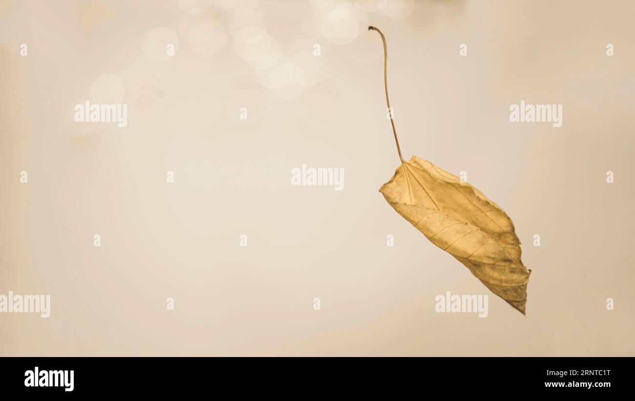 Deciduous leaf falling hi-res stock photography and images - Alamy