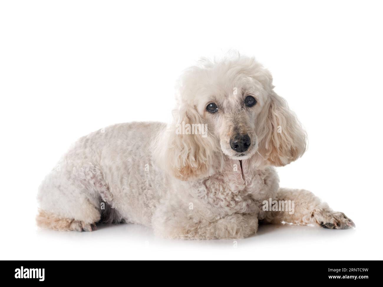 white poodle in front of white background Stock Photo - Alamy