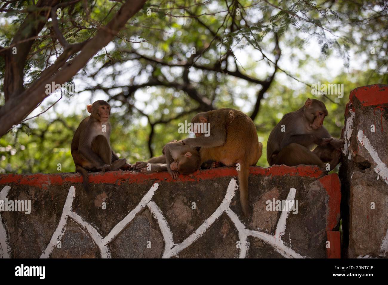 Sardar patel hi-res stock photography and images - Alamy