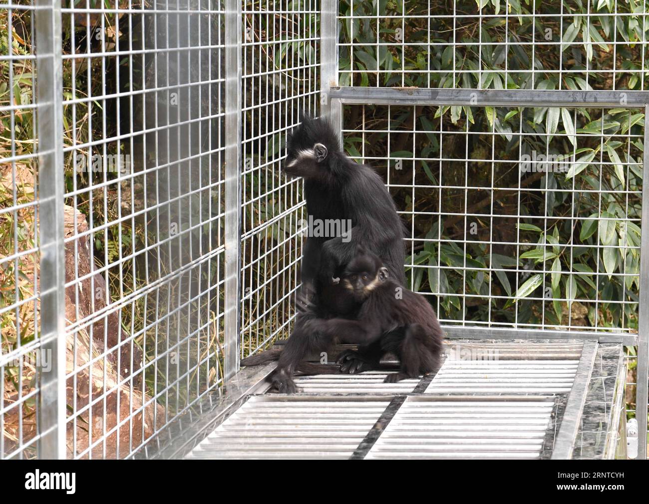 (171106) -- NANNING, Nov. 6, 2017 -- Two Francois leaf monkeys wait for ...