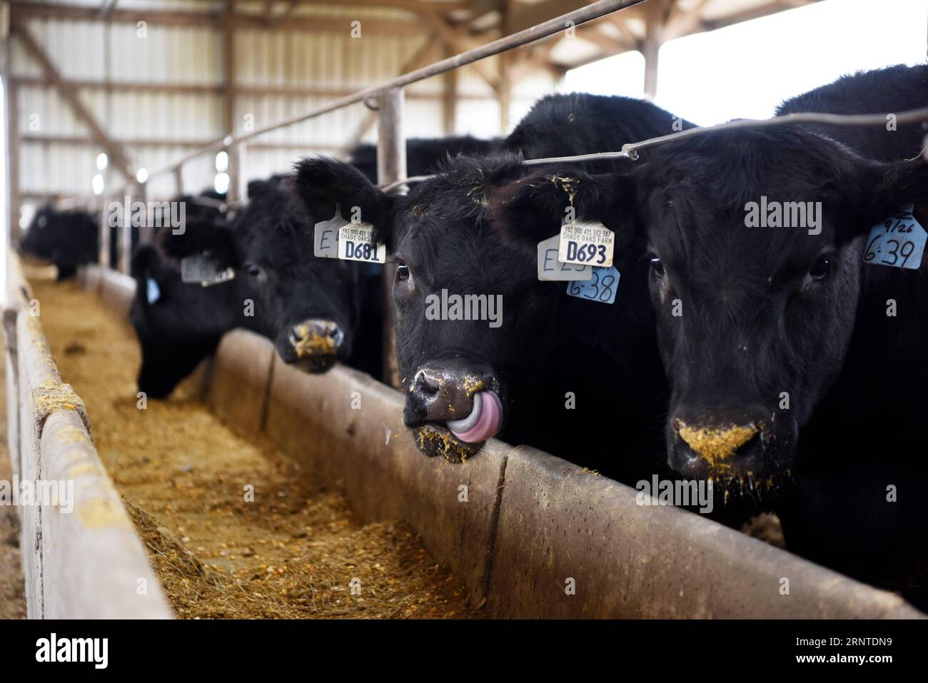 7 cows hi-res stock photography and images - Alamy