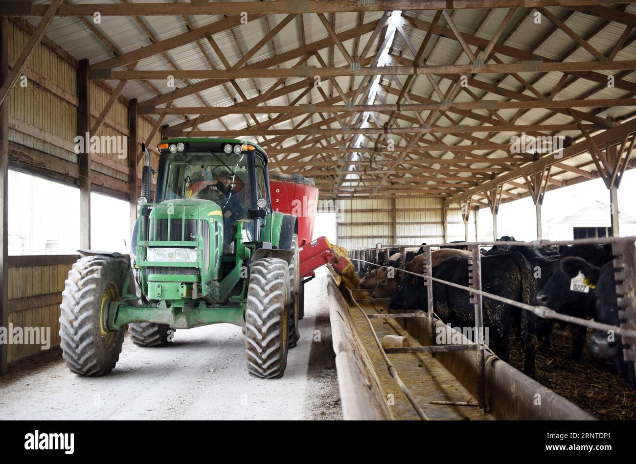 Nebraska beef cattle hi-res stock photography and images - Alamy