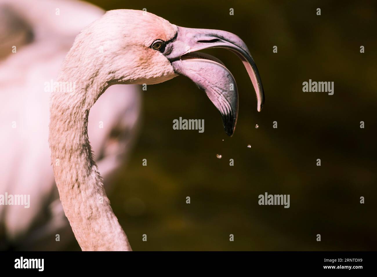 Long beak flamingo hi-res stock photography and images - Alamy