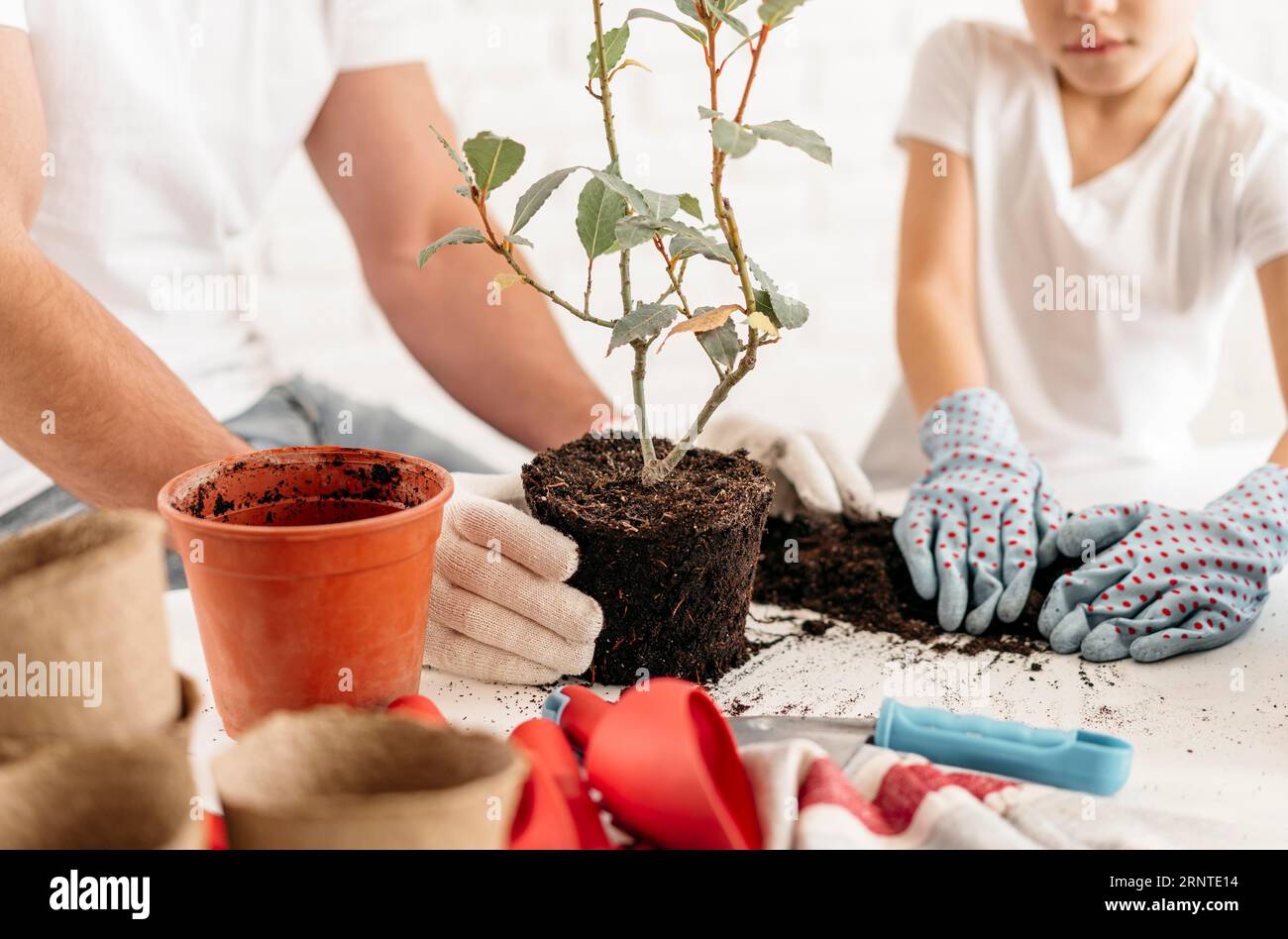 Father son planting seedling hi-res stock photography and images - Alamy