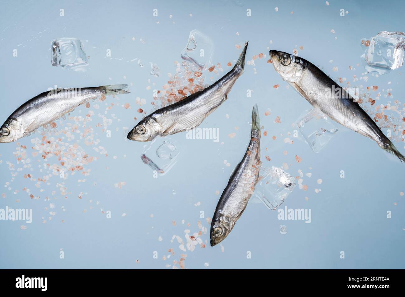 Fish with salt ice cubes Stock Photo - Alamy