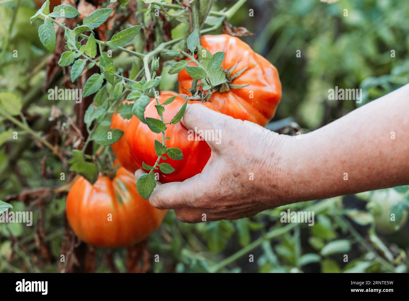 Female picking fresh produce hi-res stock photography and images - Alamy