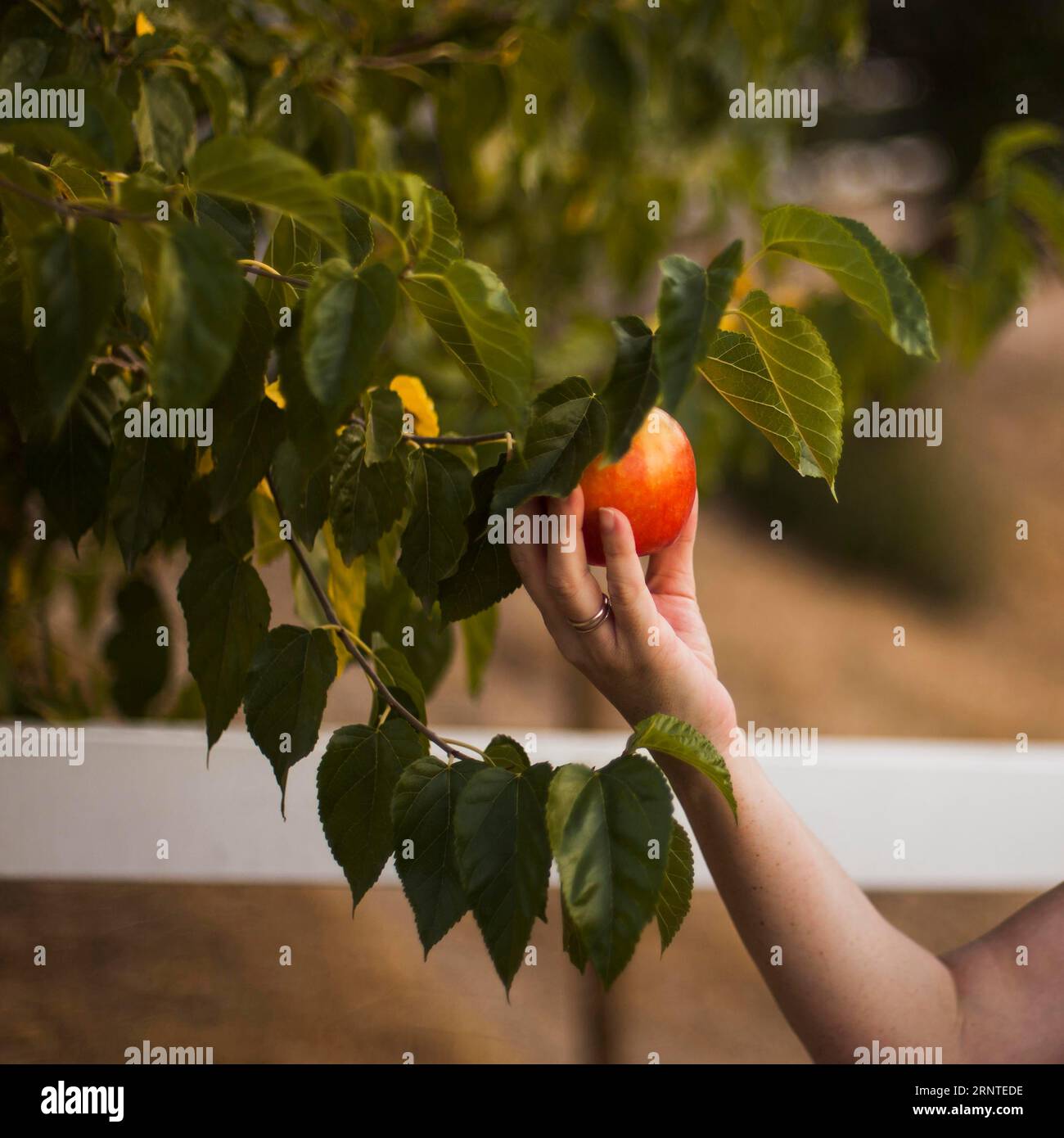 Hand holding rip apple tree Stock Photo - Alamy