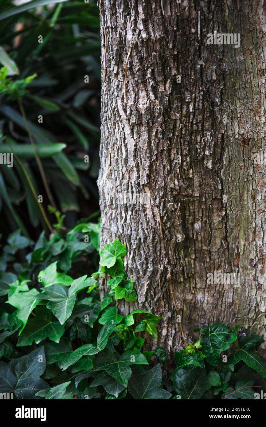 Ivy growing near tree trunk Stock Photo - Alamy