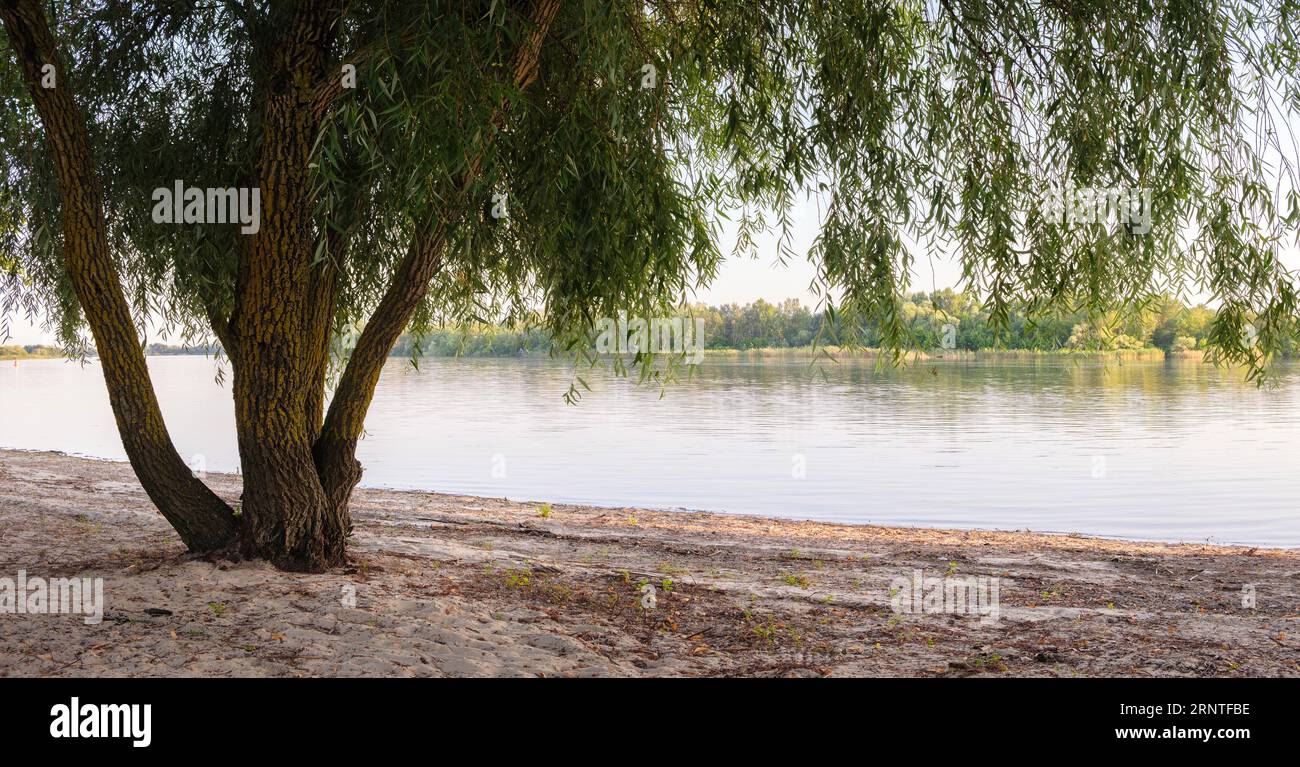 Landscape with a single tree on the sandy bank of the Don River Stock ...