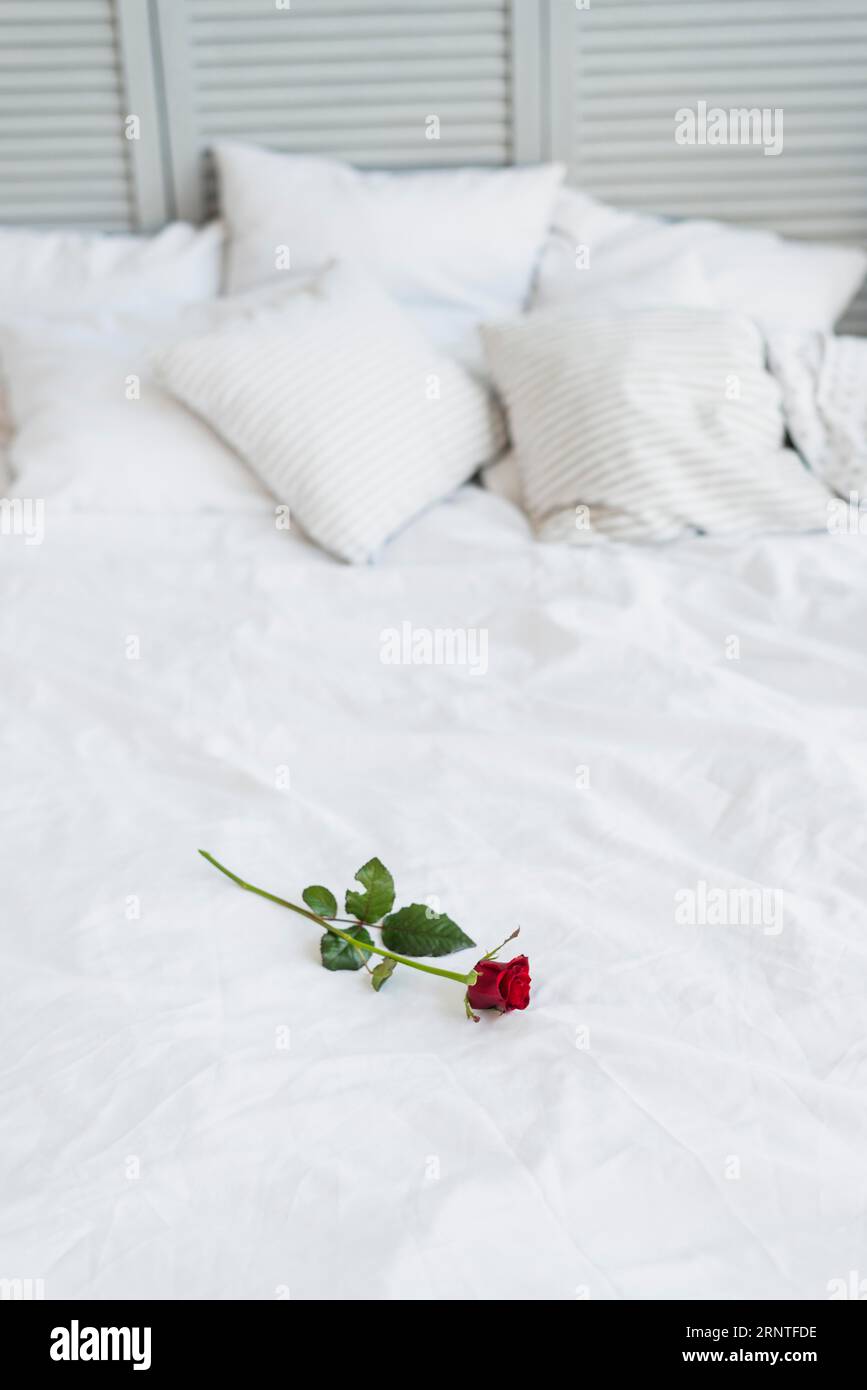 Red rose bed with white linen Stock Photo - Alamy