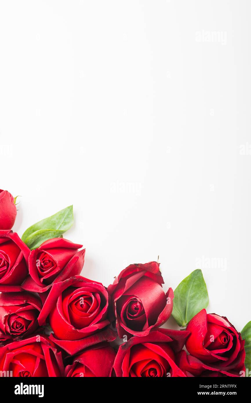 Rose sakura hi-res stock photography and images - Alamy