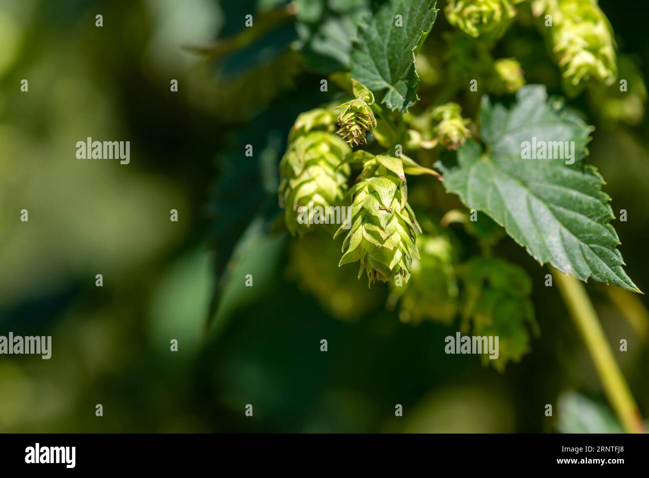 Hops plantation on sunny hi-res stock photography and images - Alamy