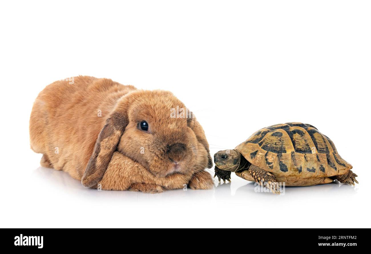 rabbit and turtle in front of white background Stock Photo - Alamy