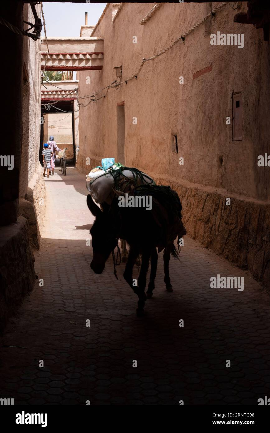Arabic donkey hi-res stock photography and images - Alamy
