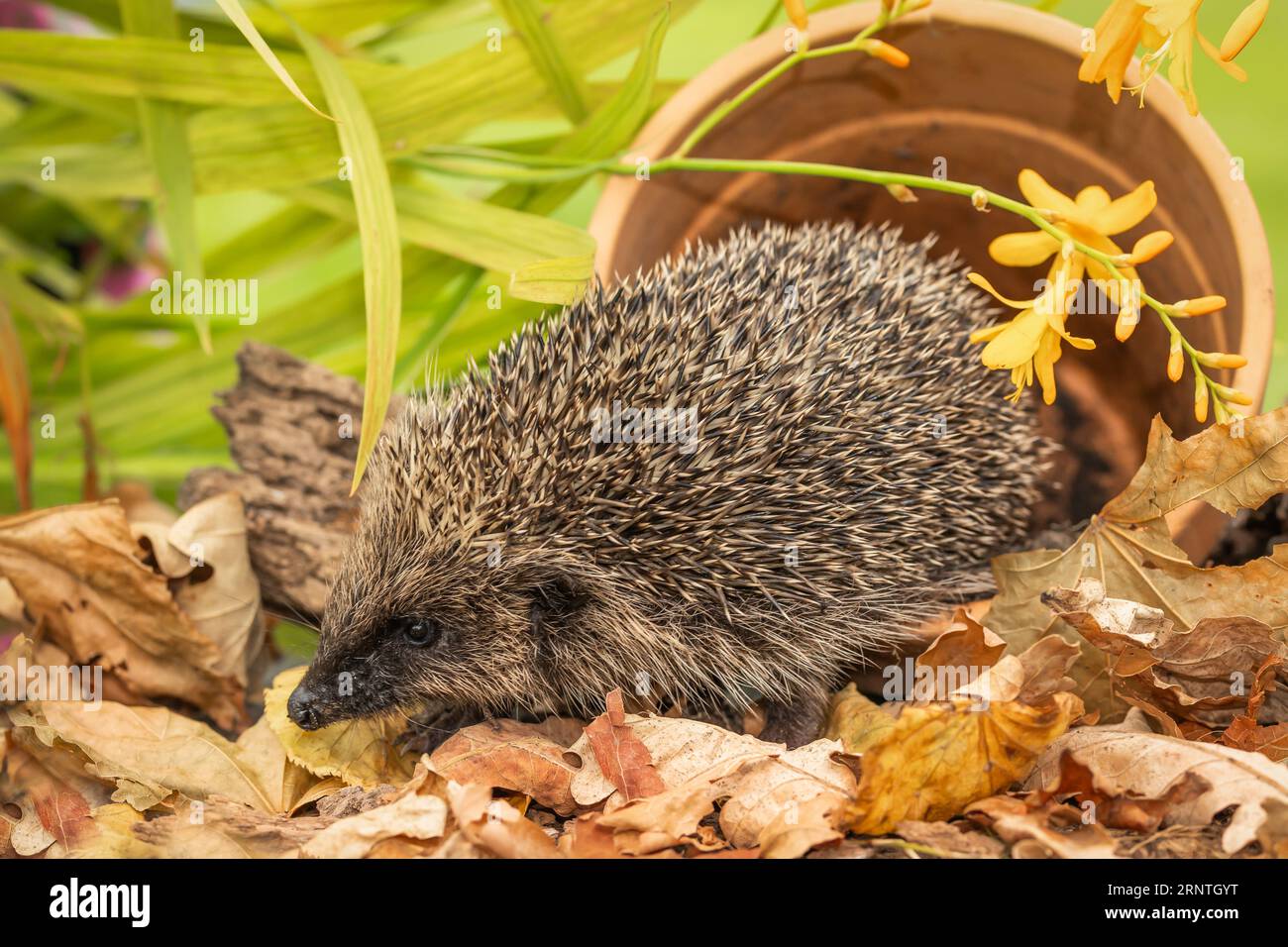Wild, native hedgehog foraging in hedgehog friendly garden. Taken ...
