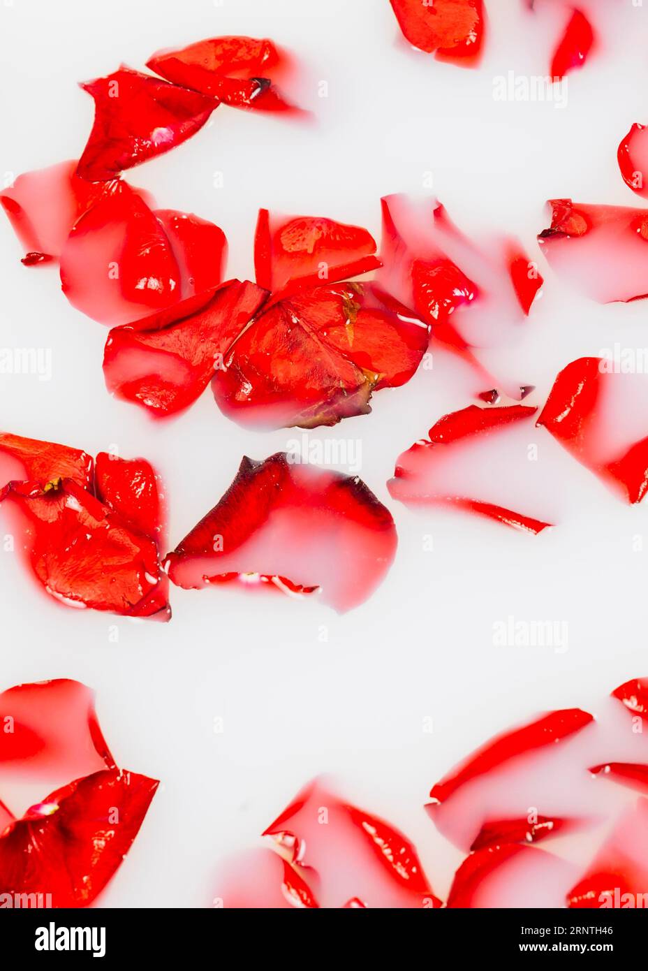 Vibrant red flower petals floating clear white water Stock Photo - Alamy