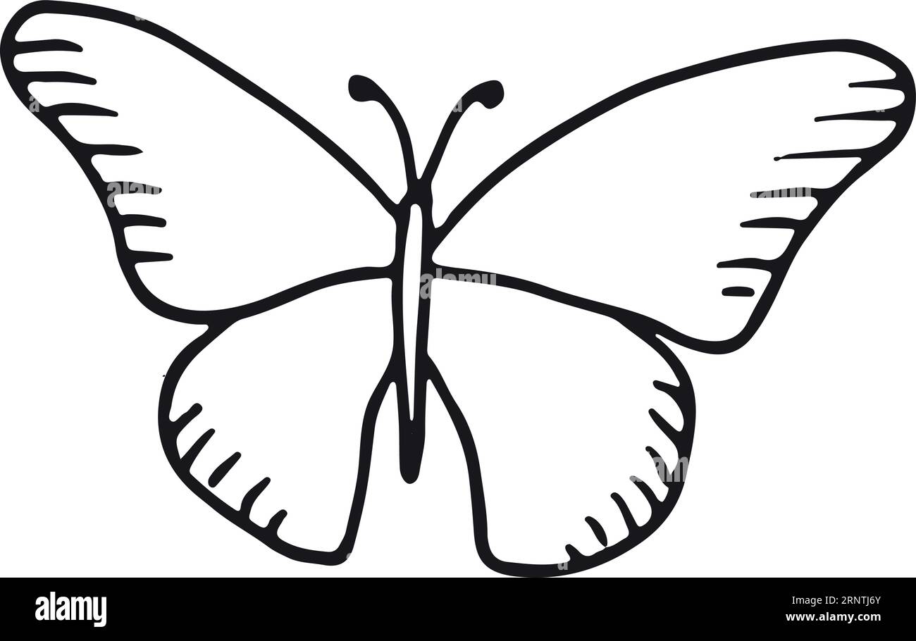Butterfly doodle. Hand drawn flying moth icon Stock Vector Image & Art ...