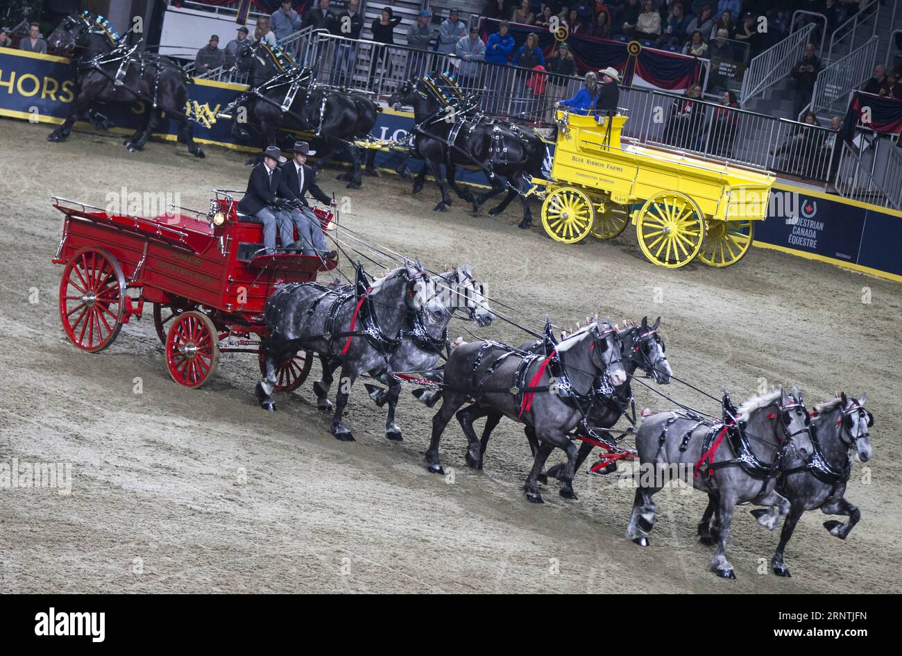 3 horse hitch hi-res stock photography and images - Alamy