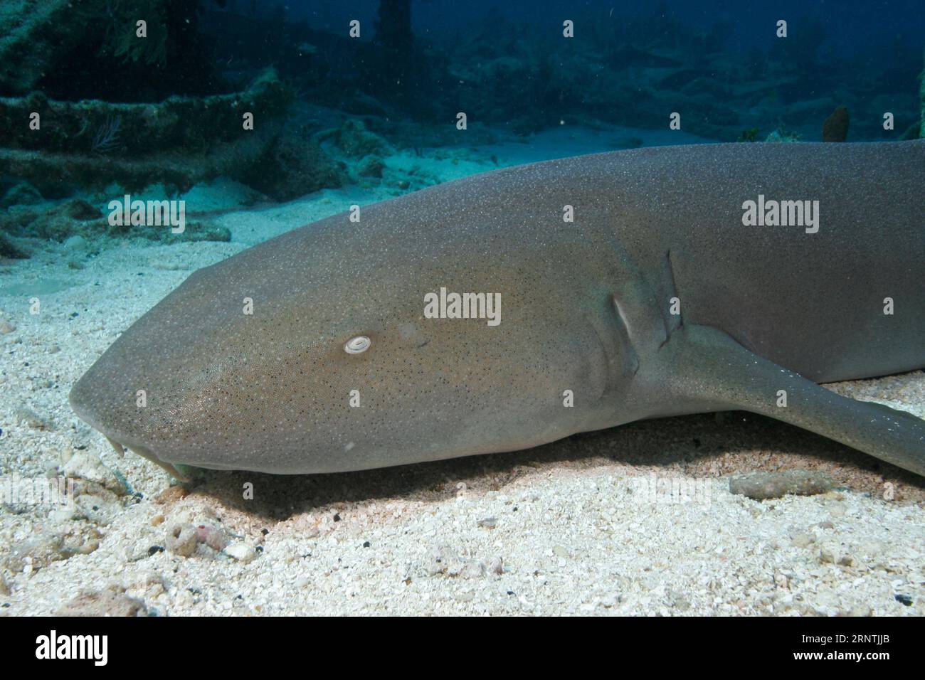 Nurse Shark, Ginglymostoma cirratum Stock Photo - Alamy