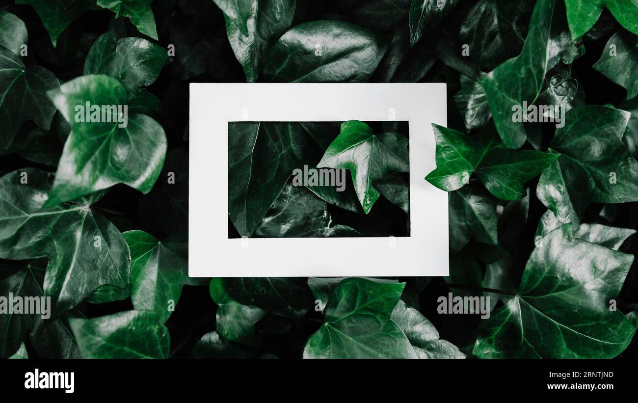 Hallow frame green leaf plant Stock Photo - Alamy