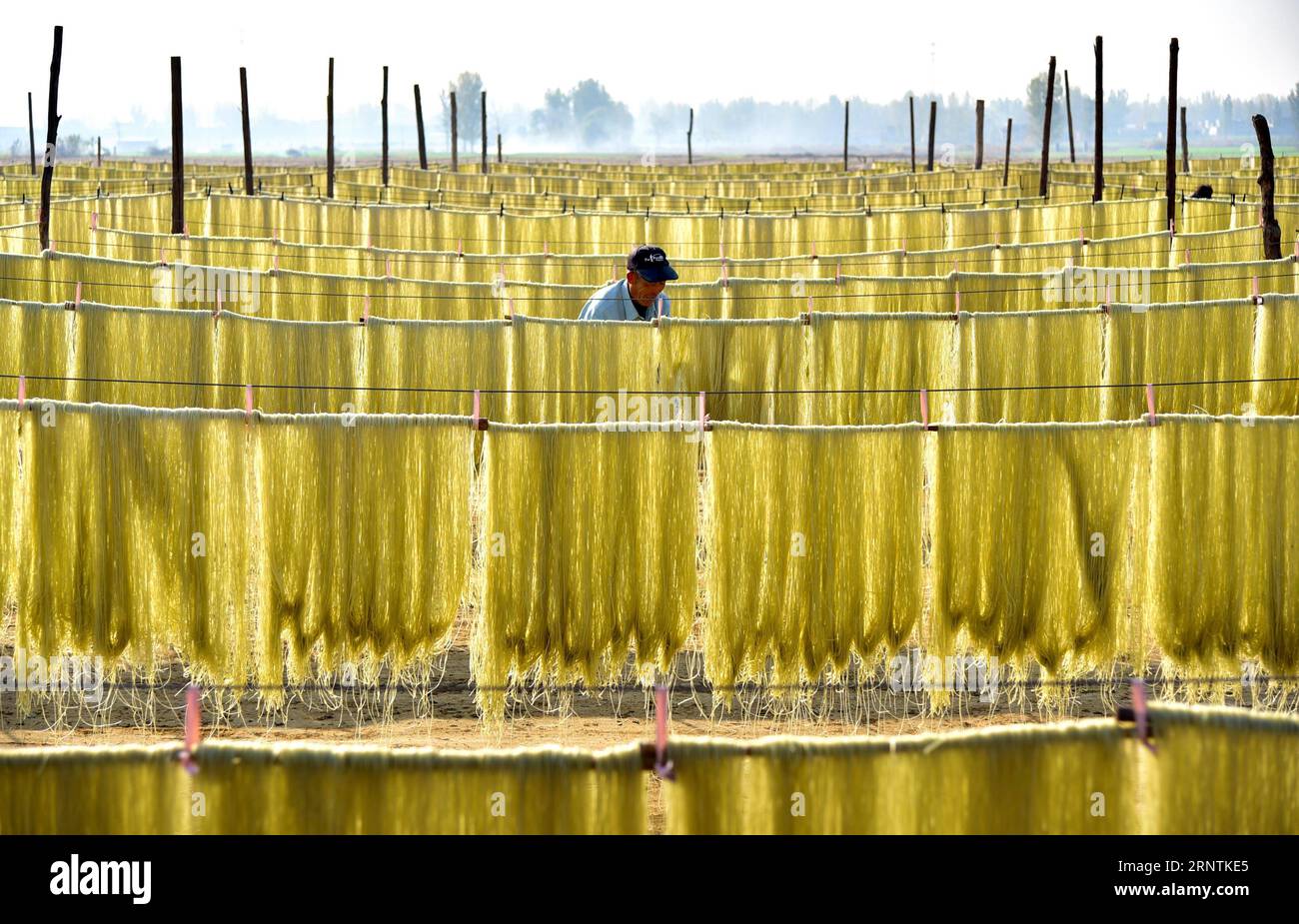 (171112) -- ZAOZHUANG, Nov. 12, 2017 -- A villager airs sweet potato ...