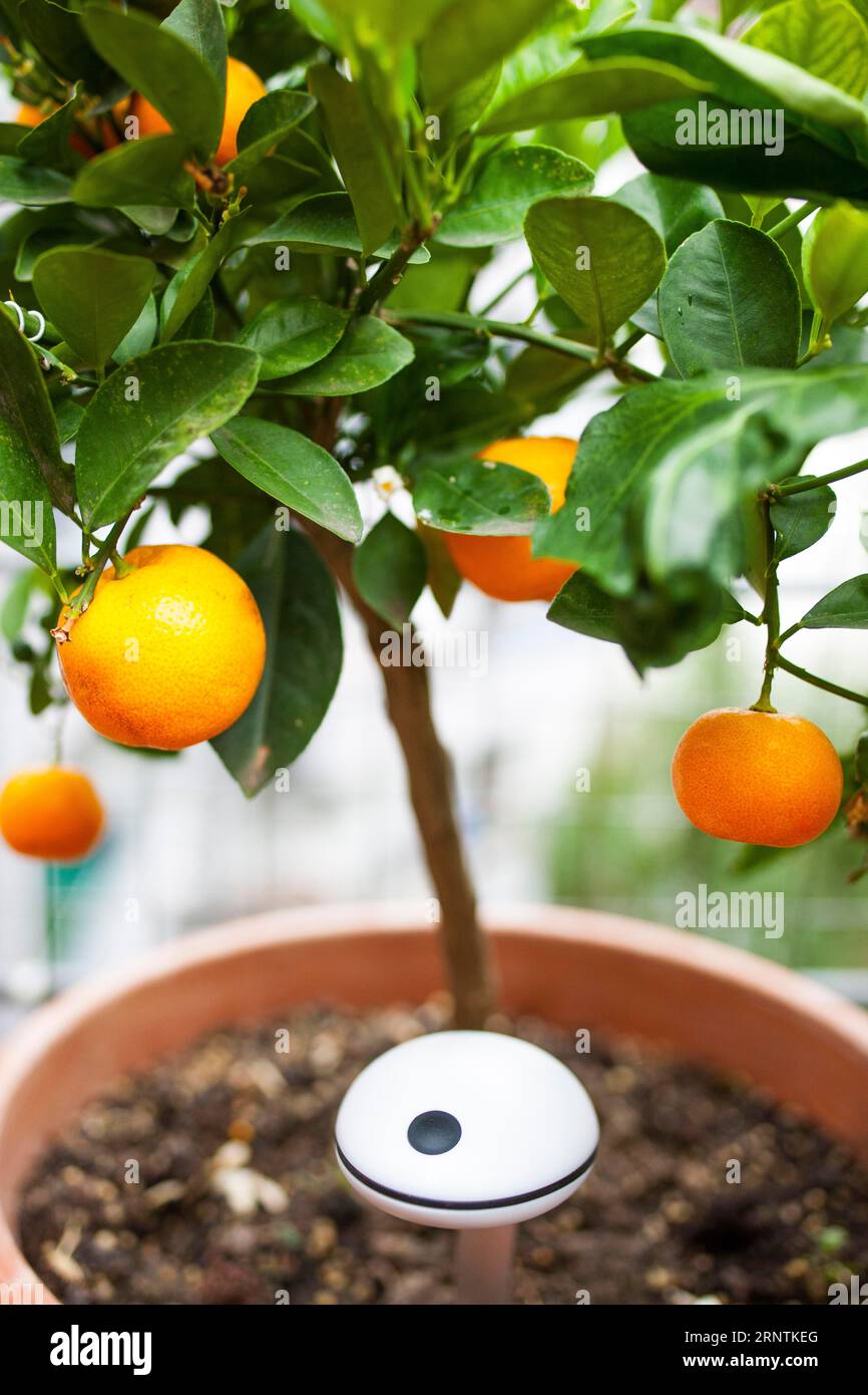 Humidity sensor in a flower pot with an orange tree Stock Photo - Alamy