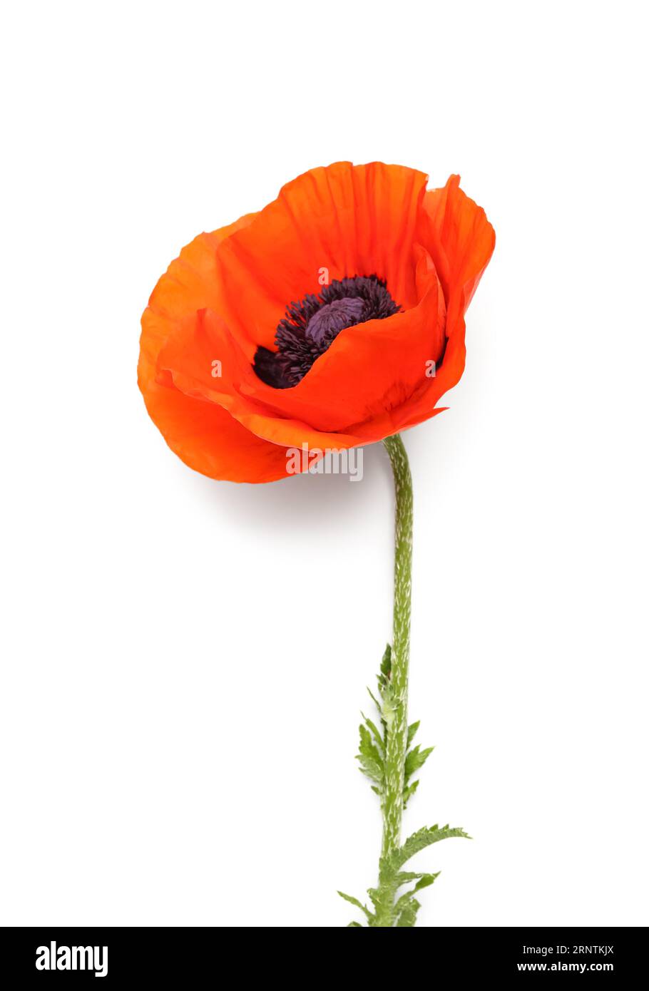 Beautiful poppy flower on white background Stock Photo - Alamy