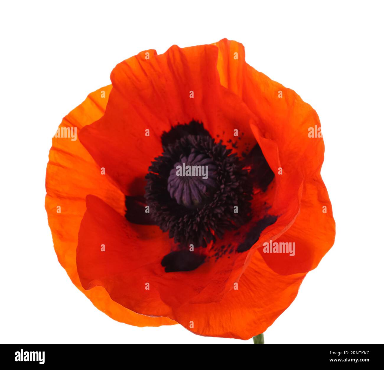 Beautiful poppy flower on white background Stock Photo - Alamy