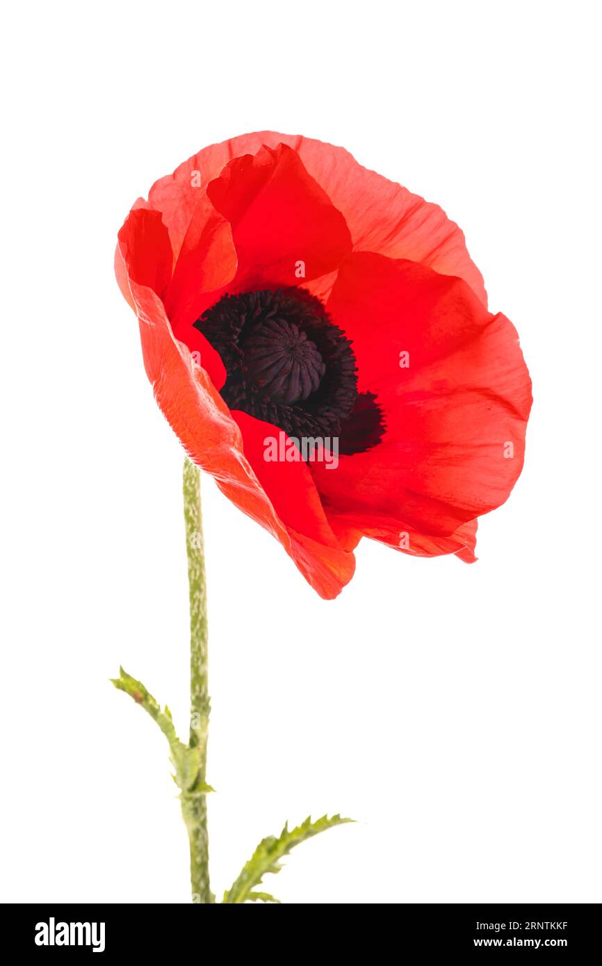 Beautiful poppy flower on white background Stock Photo - Alamy