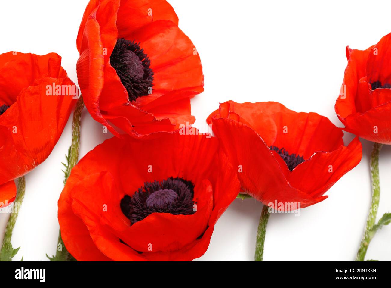 Beautiful poppy flowers on white background Stock Photo - Alamy
