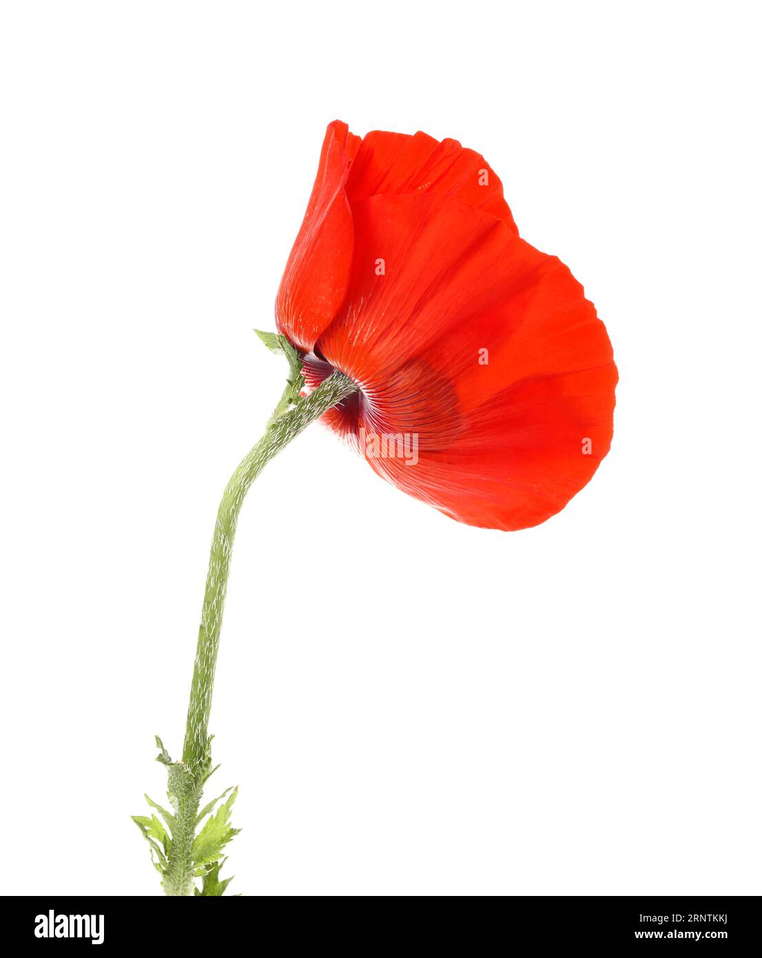 Beautiful poppy flower on white background Stock Photo - Alamy