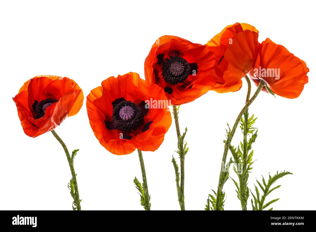 White poppy peace Cut Out Stock Images & Pictures - Alamy