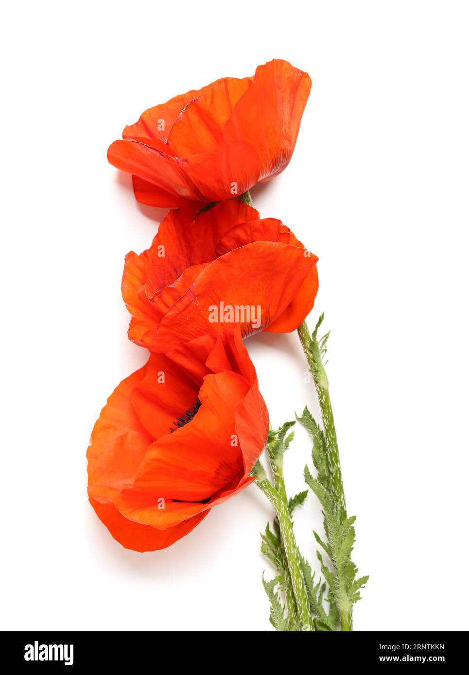 Beautiful poppy flowers on white background Stock Photo - Alamy