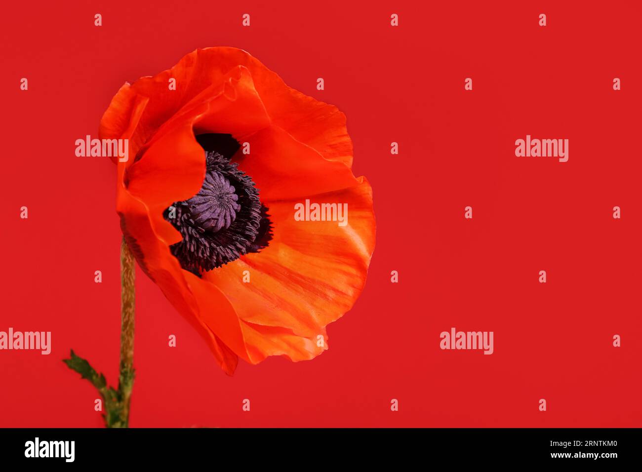 Beautiful poppy flower on red background Stock Photo - Alamy