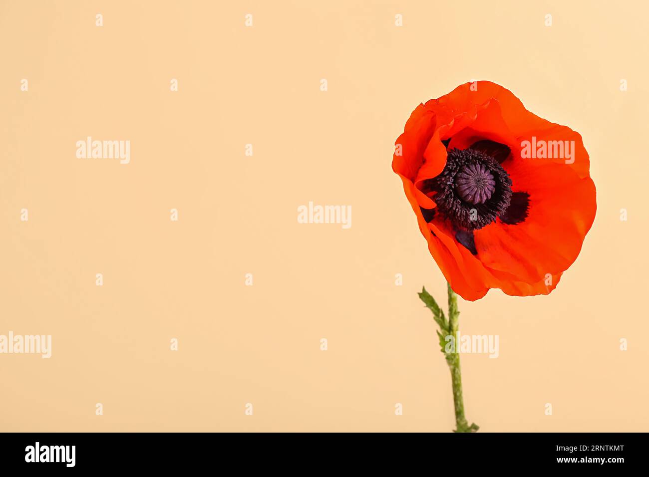 Beautiful poppy flower on beige background Stock Photo - Alamy