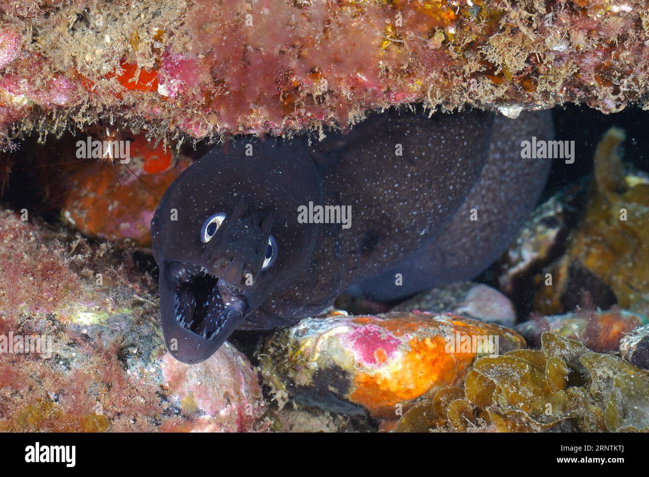 Black moray eel (Muraena augusti) with open mouth. Dive site Pasito ...