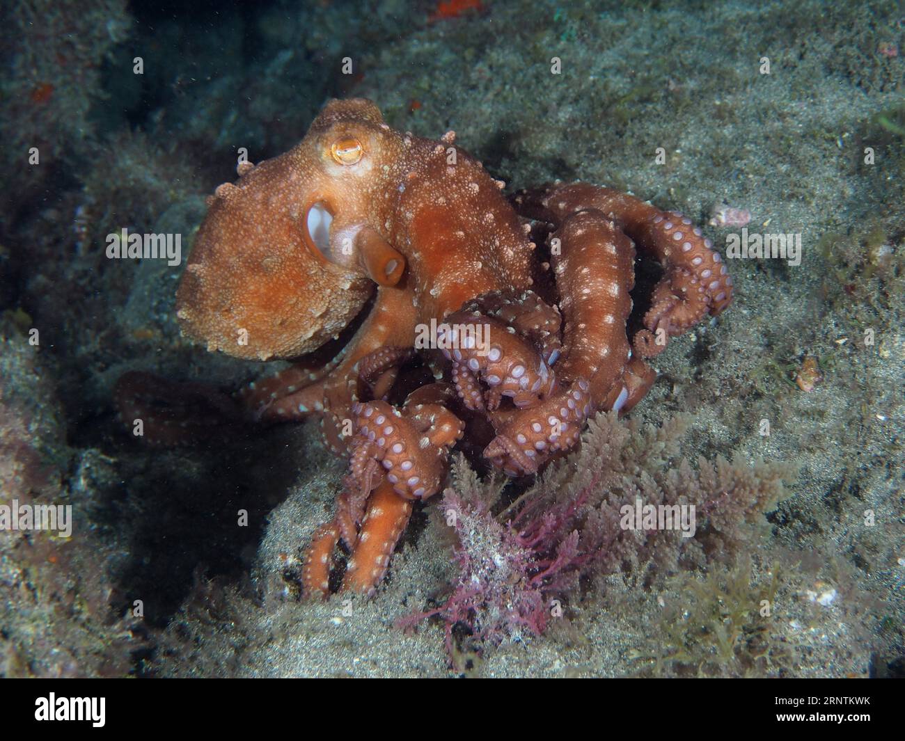 White spotted octopus (Callistoctopus Octopus macropus) at night. Dive ...