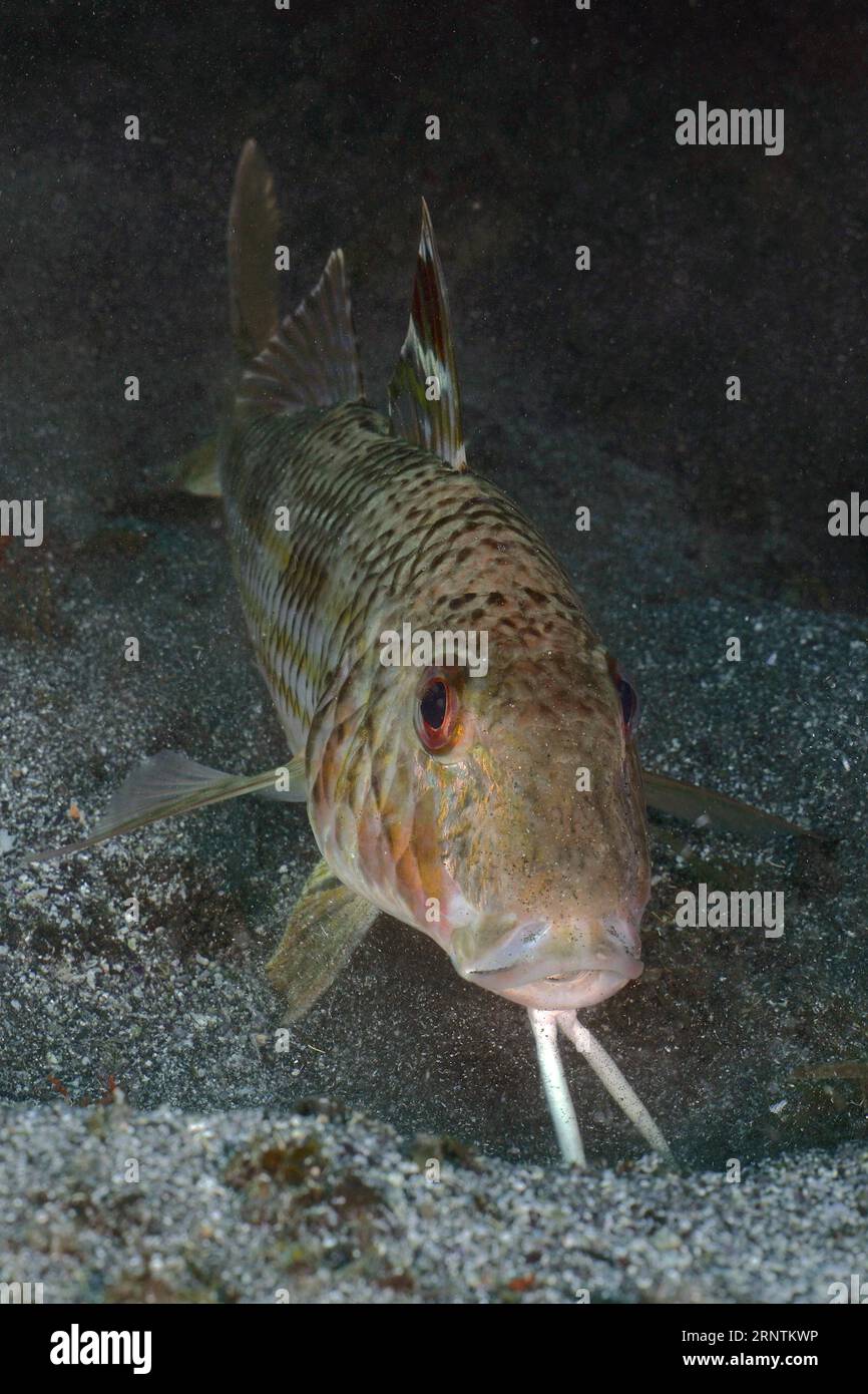 Striped mullet hi-res stock photography and images - Alamy